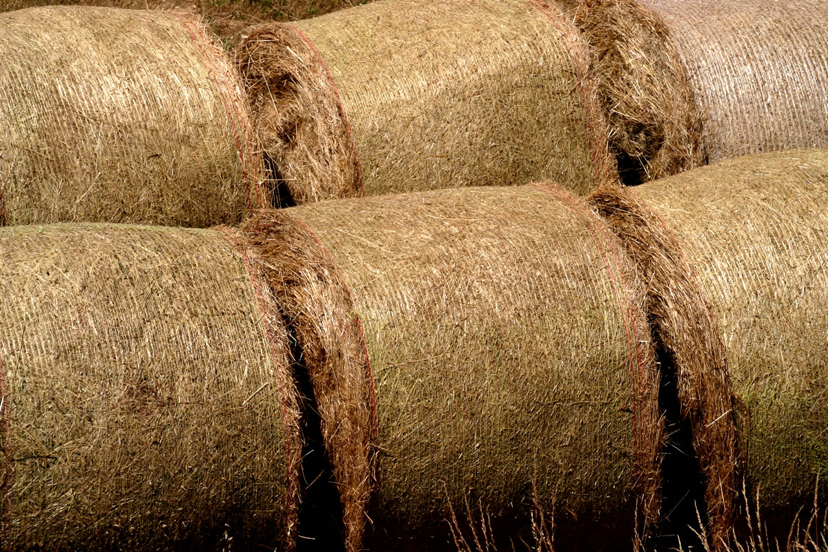 Straw prices for the week ending January 18, 2026 - Pig World