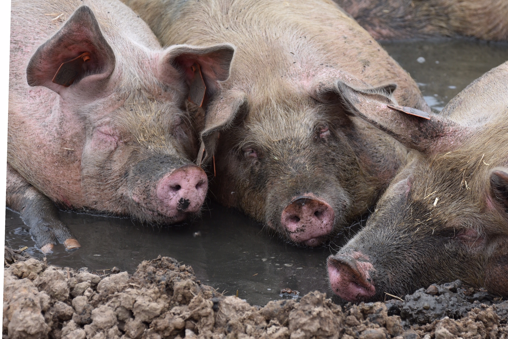 Leptospirosis: insidious, invisible. In your herd? - Pig World