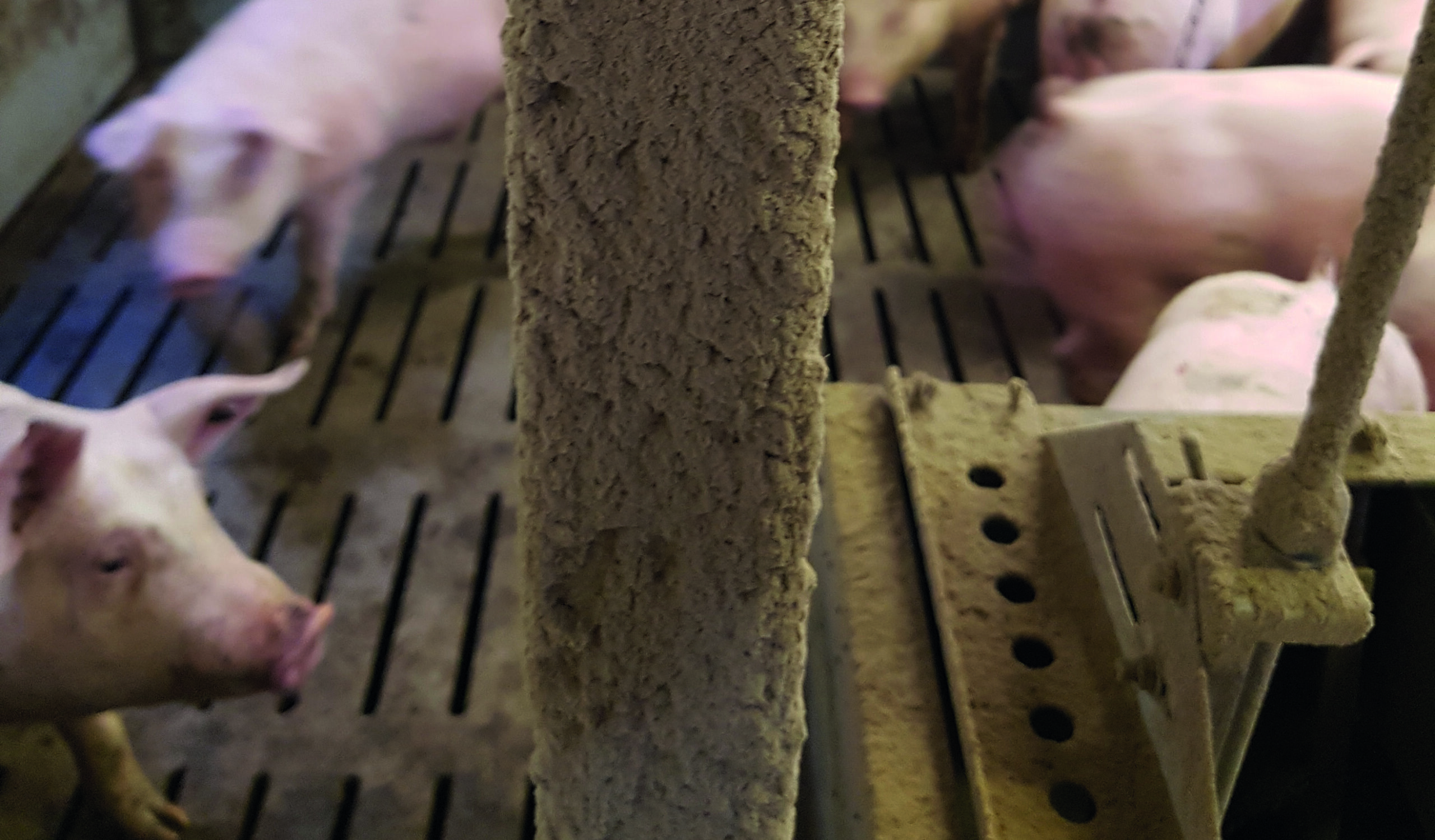 Research leaves disease in the dust - Pig World
