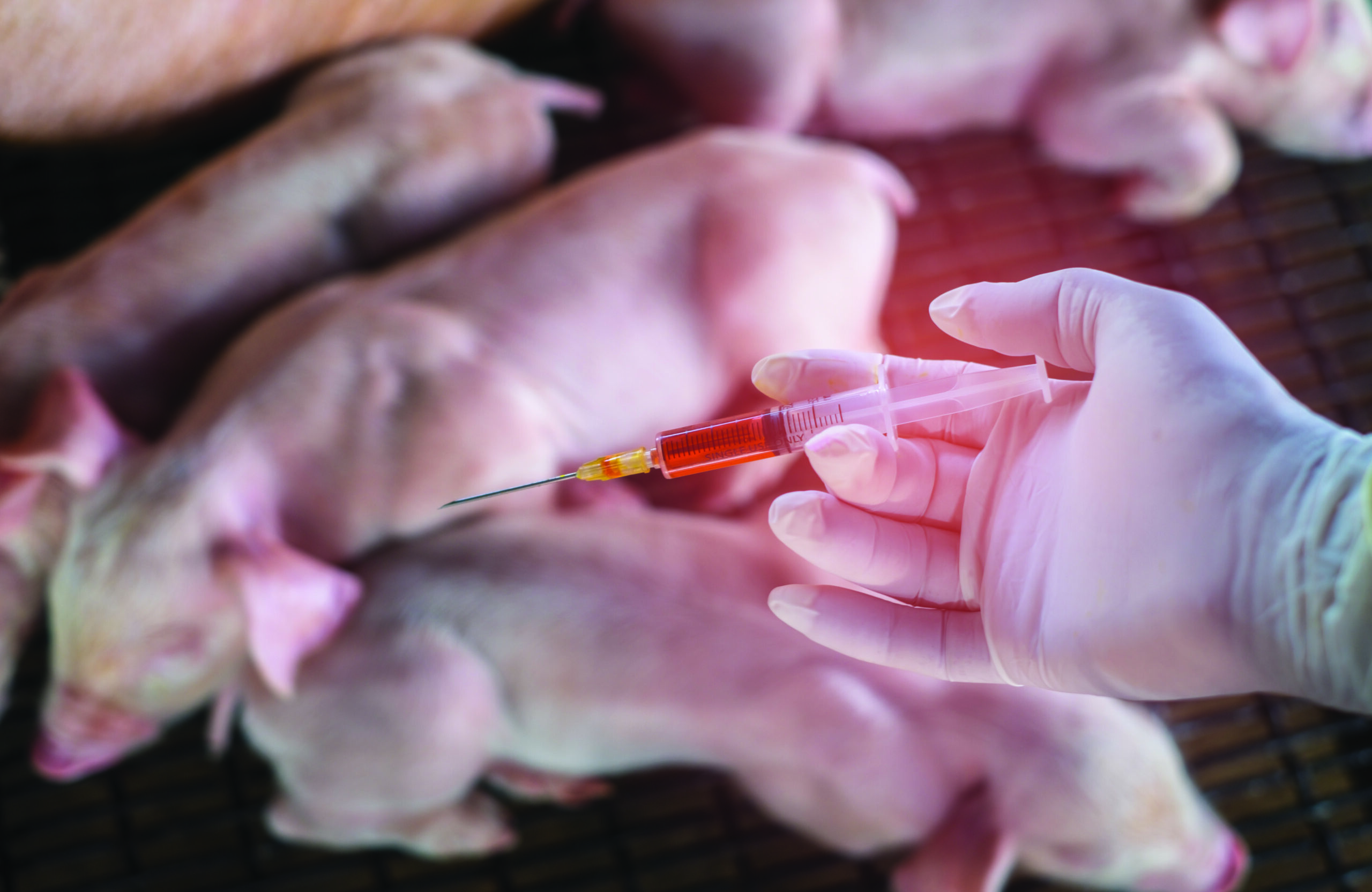 Pigs 2022 – Biosecurity the key to reducing antibiotic use - Pig World