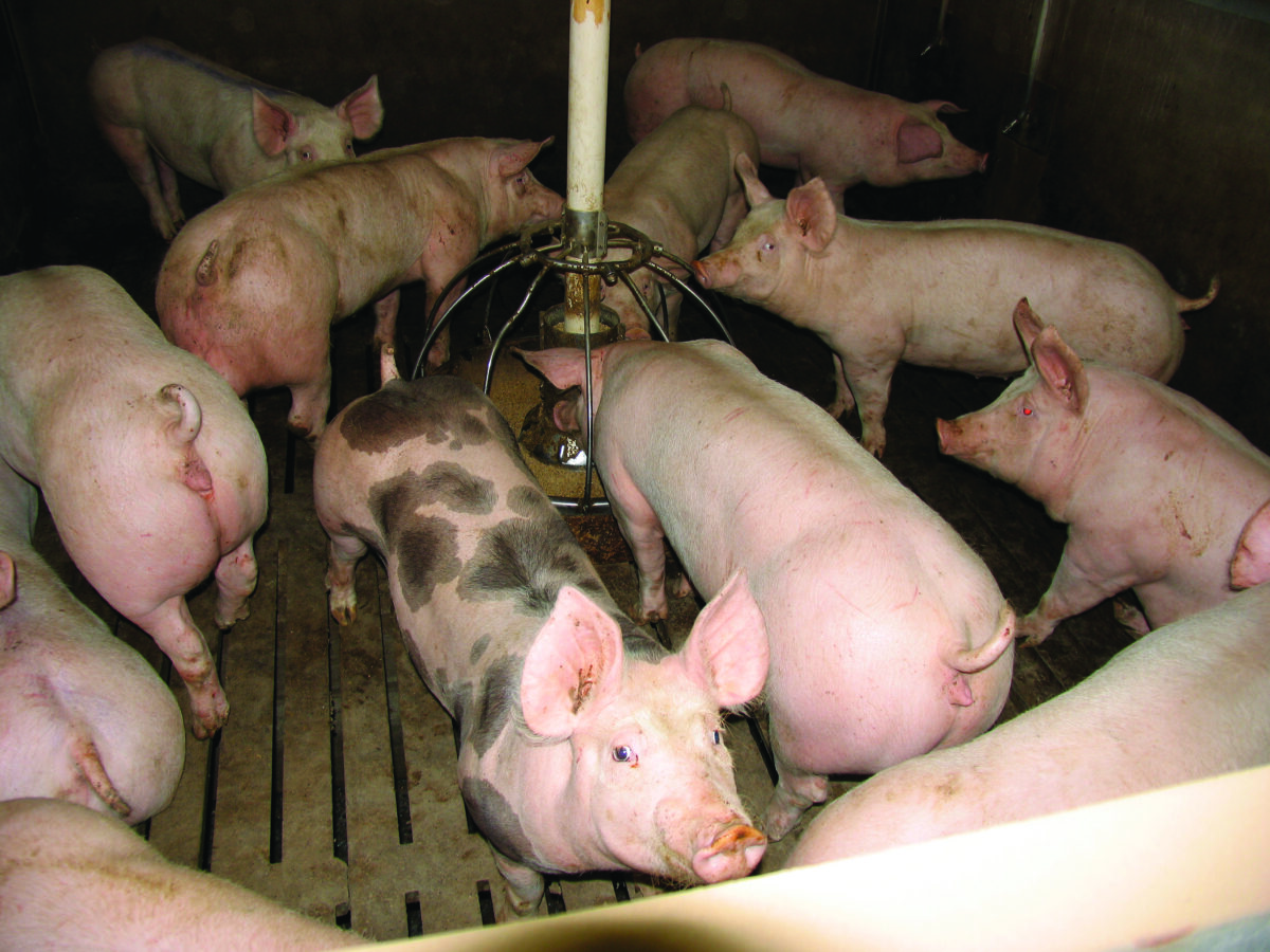 Growth in Northern Ireland’s pig population - Pig World