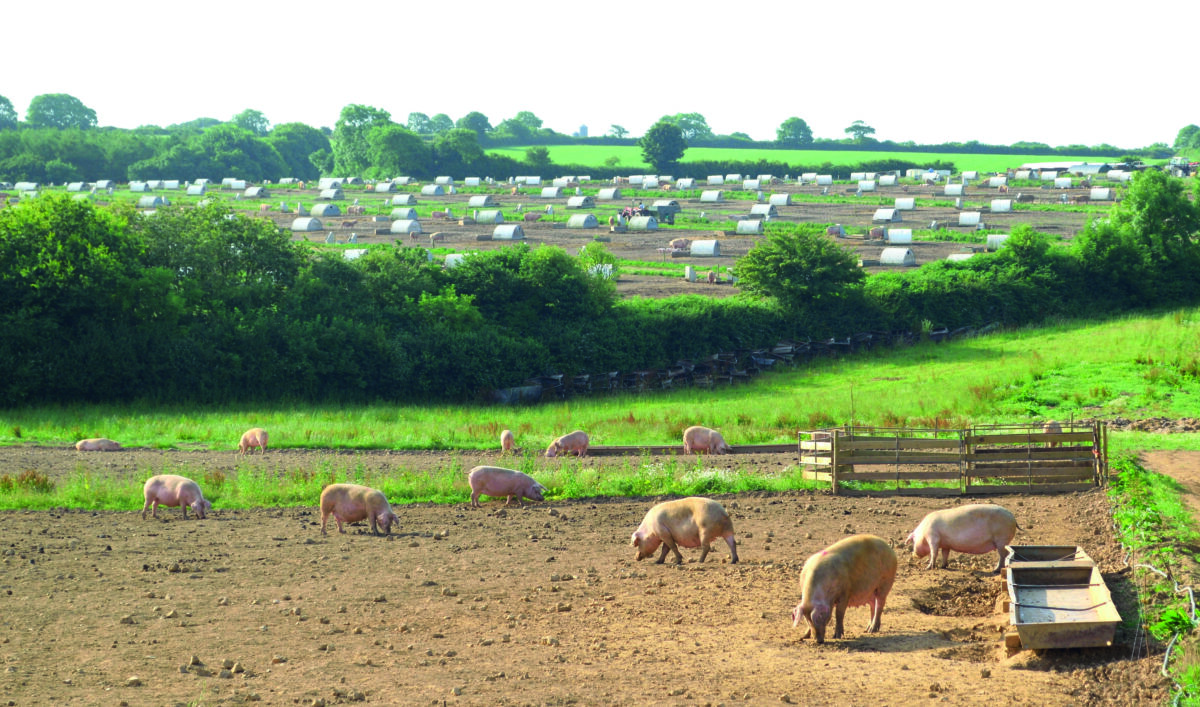 SFI land restrictions announced in bid to increase food production ...