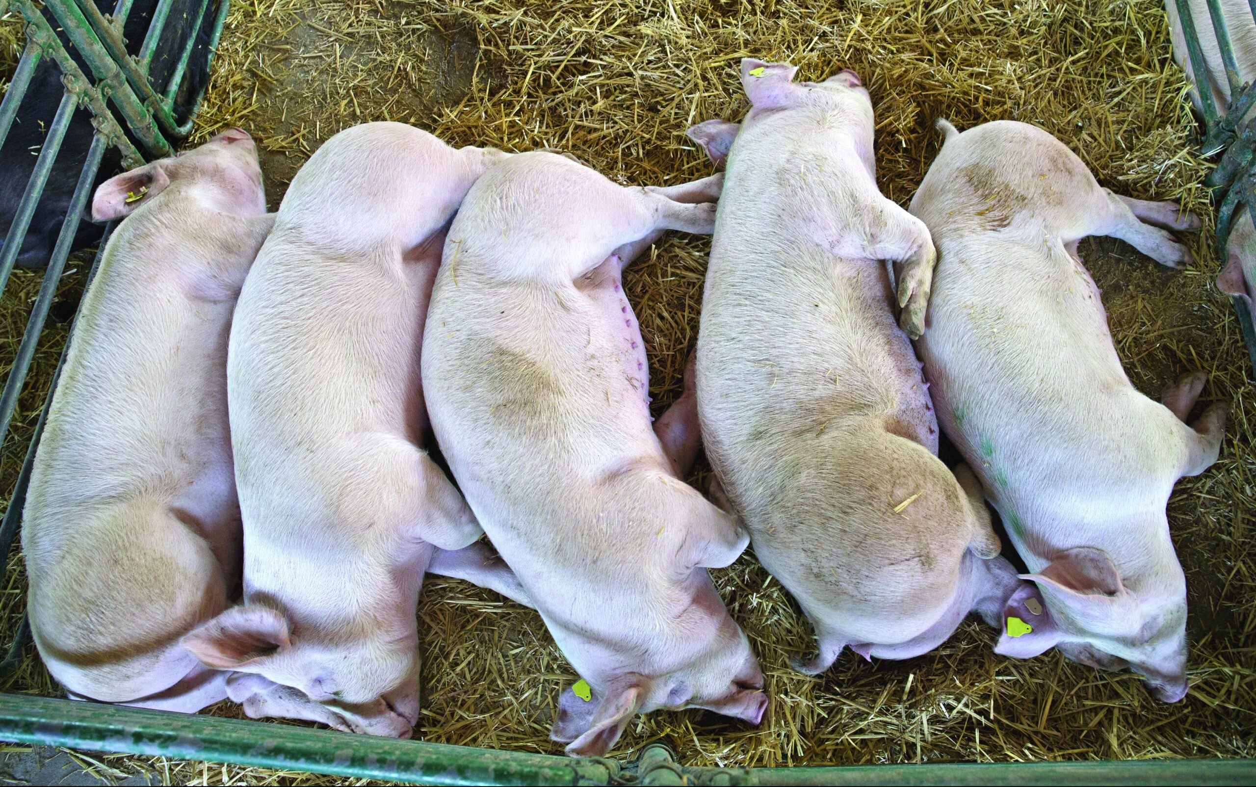 A valuable future for pig carcases? - Pig World