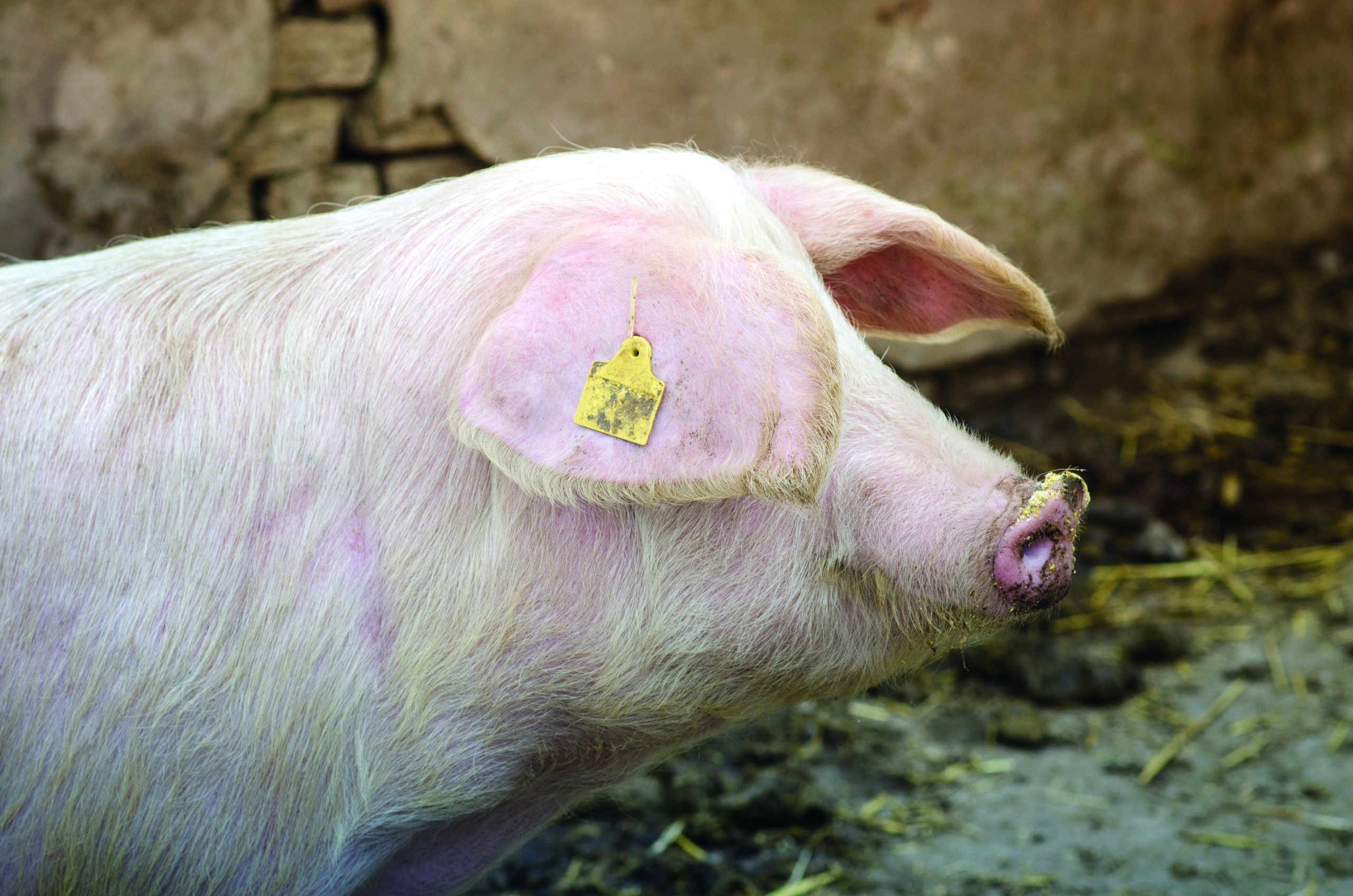 Allflex Group, changes name to Antelliq - Pig World
