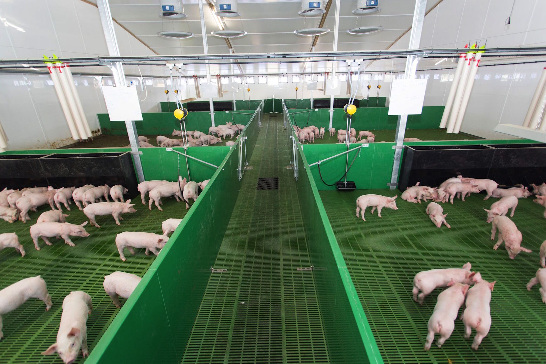 Keeping pigs in their comfort zone - Pig World