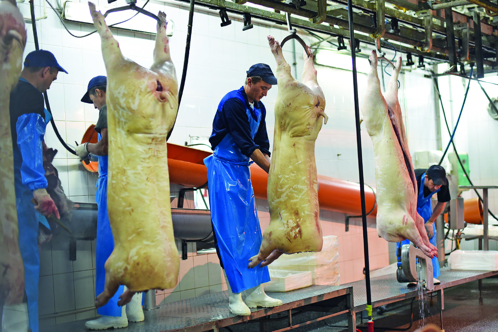 UK pig slaughter remains high in June - Pig World