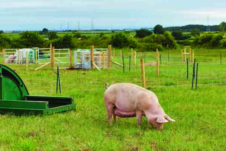 Inside the new National Pig Centre - Pig World