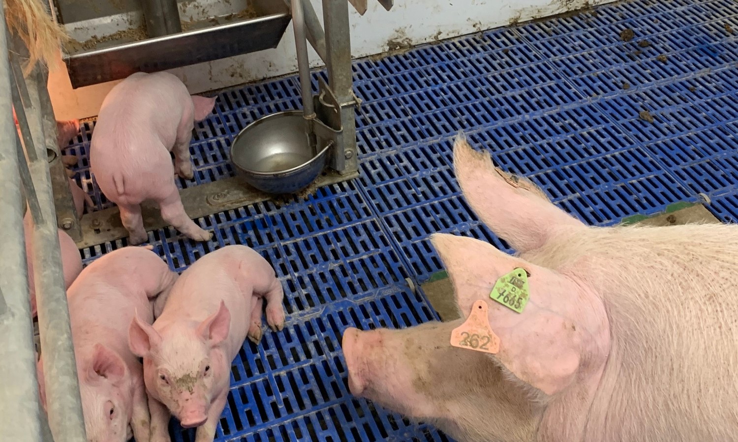 Sows drink 15-20 extra litres of water per day in free-style pens ...