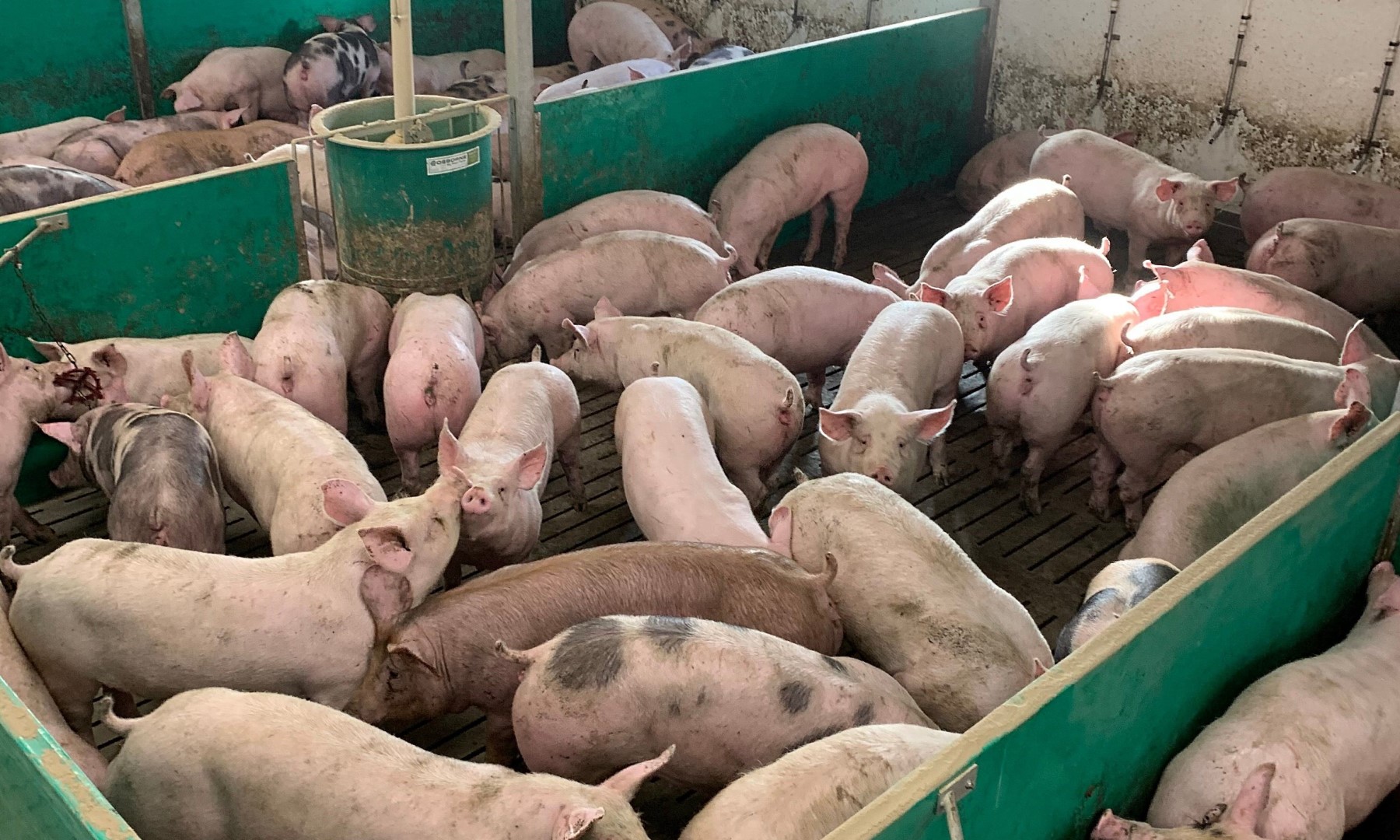 Finishing pig backlog could be putting pressure on ventilation systems ...