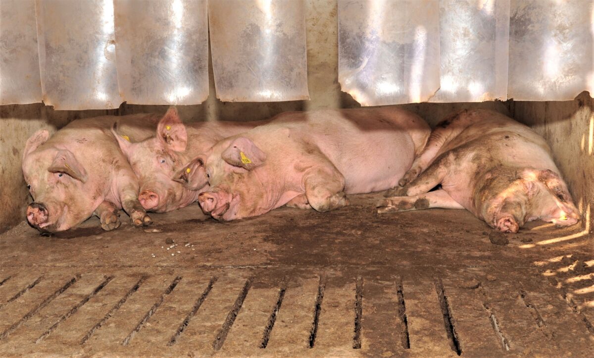 Pigs lying on left side could indicate stomach ulcers - Pig World