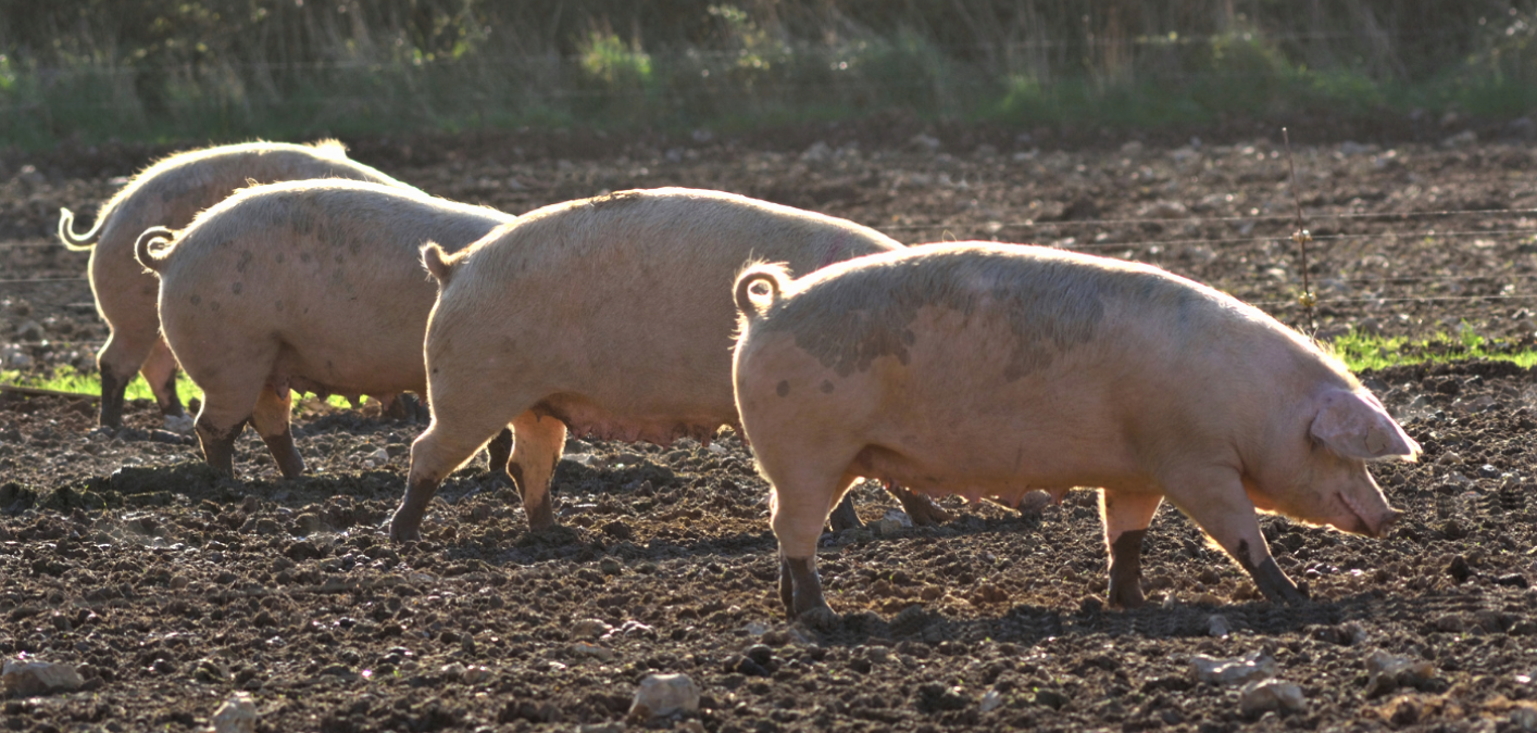 USDA forecasts growth of global pork production but UK decline in 2023 ...