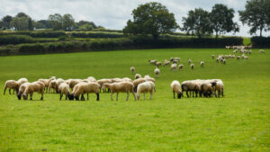 Pilgrim's UK Lamb launches, with ambitions to reinvent British lamb ...