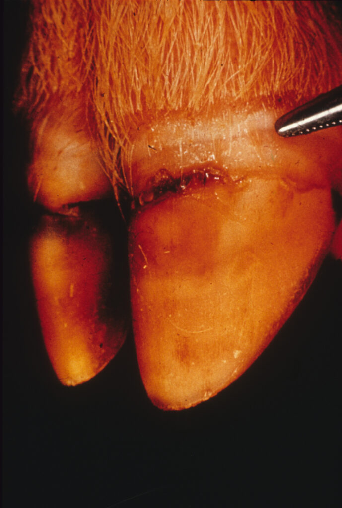 CVO urges producers to be vigilant after Slovakia FMD outbreaks - Pig World