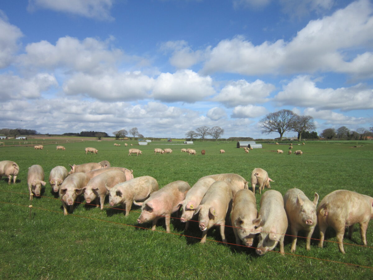 Cost of living crisis hits sales of outdoor-bred and organic pork - Pig ...