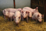 Gene editing in pigs – making the case for a potentially revolutionary ...