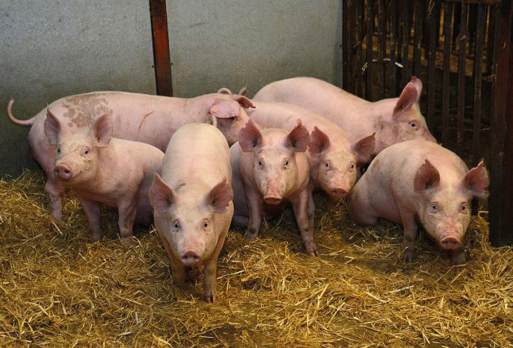 Gene editing in pigs – making the case for a potentially revolutionary ...