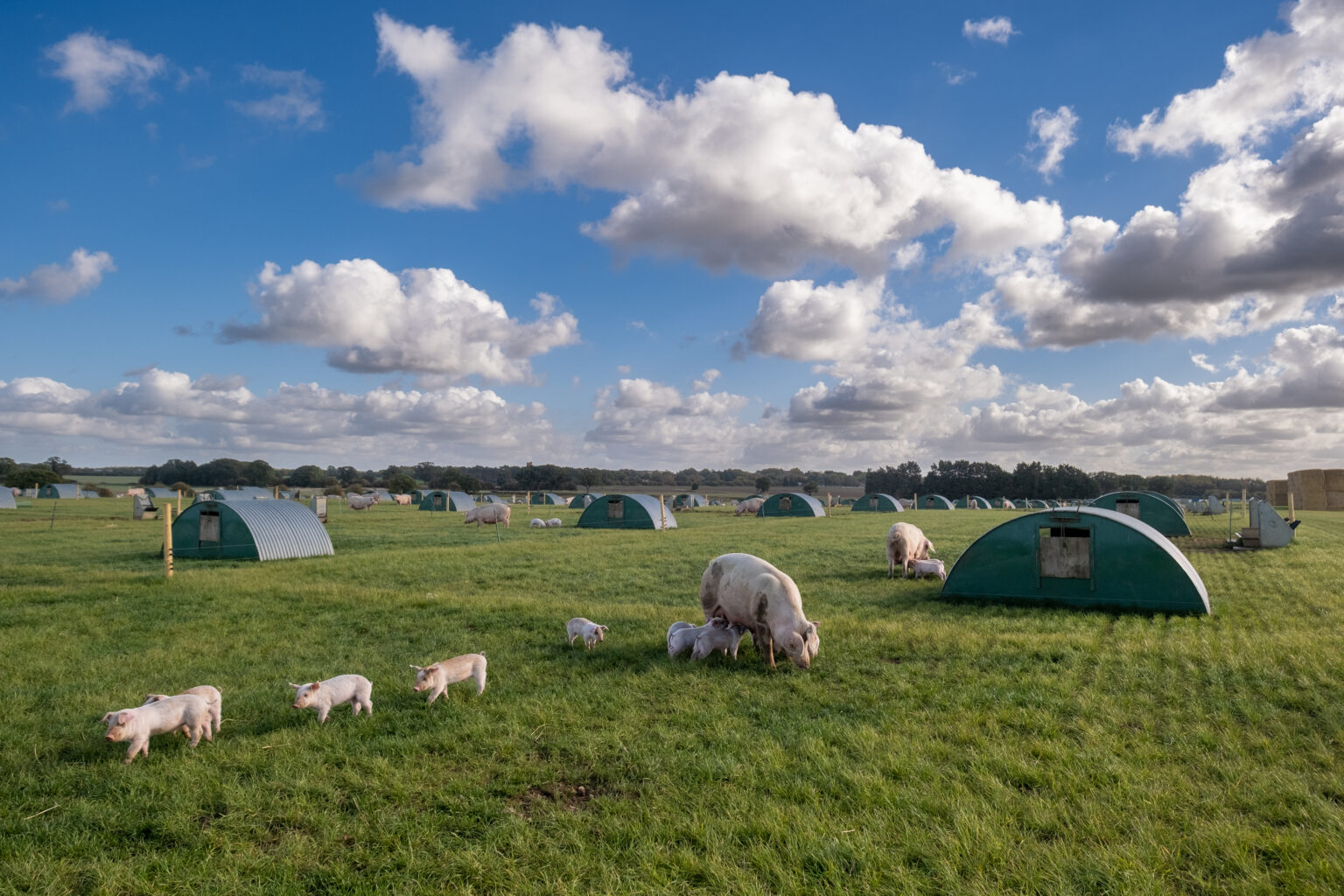 Pilgrim’s UK cuts GHG emissions as it accelerates progress towards net ...