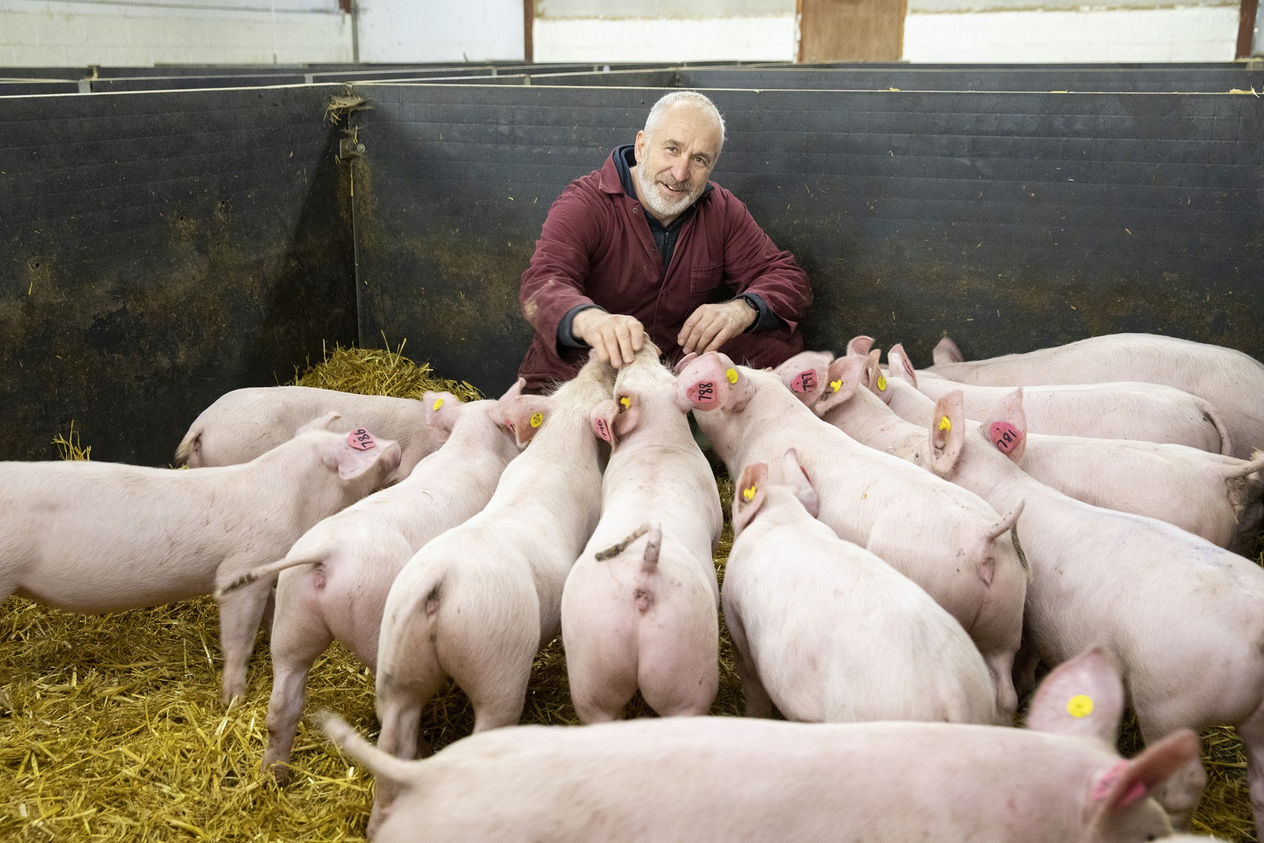 Spaces available on AHDB pig husbandry workshops - Pig World