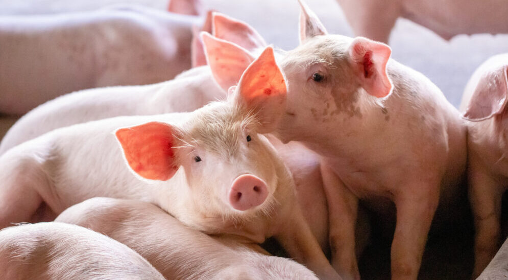 China issues new guidelines to try and control pig herd growth - Pig World