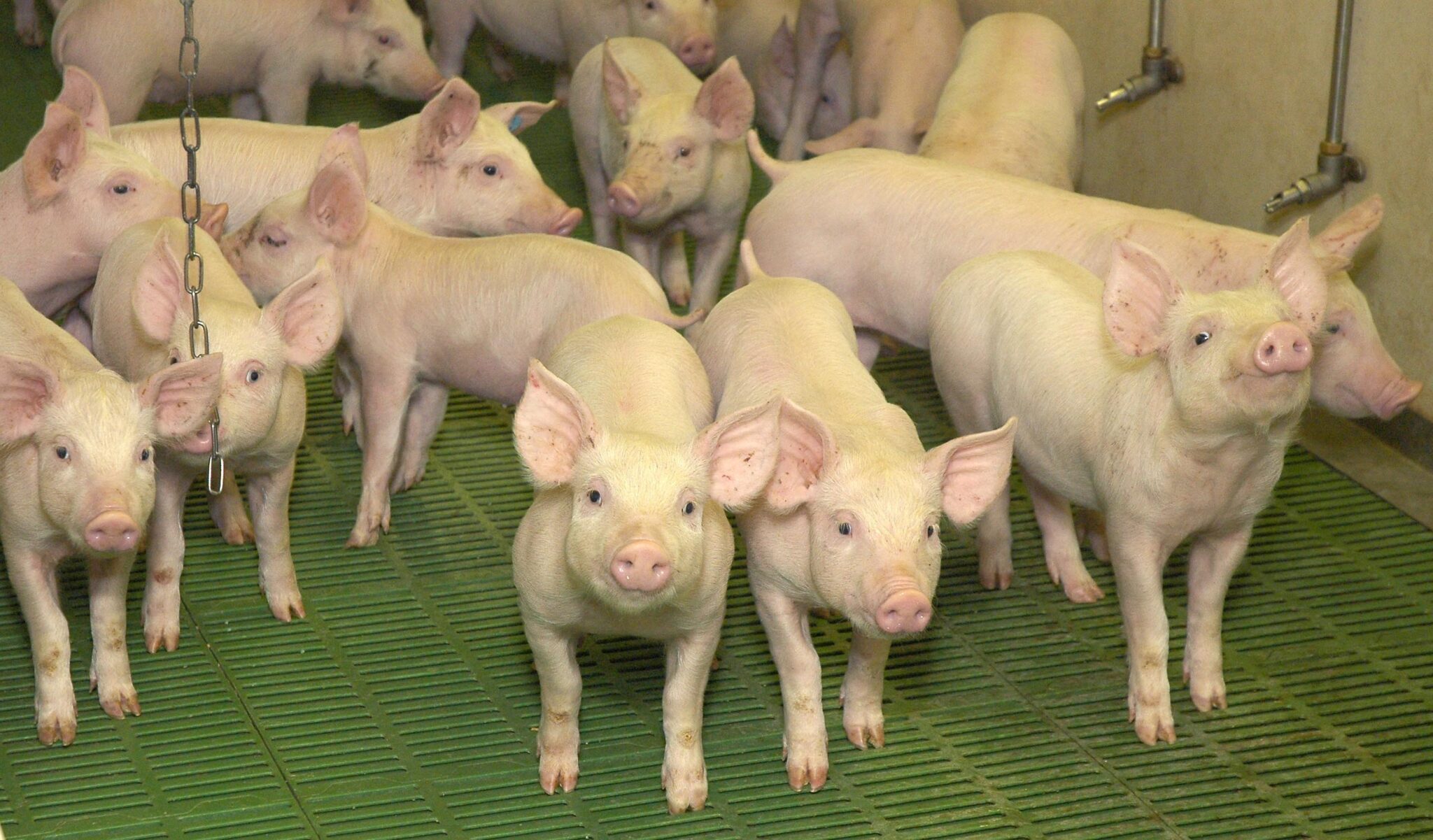 New reporting requirement for permitted producers from January - Pig World