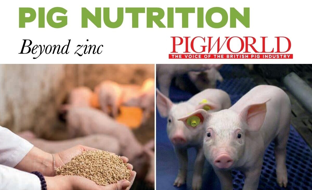 Pig Nutrition (Beyond Zinc) - February 2024 - Pig World
