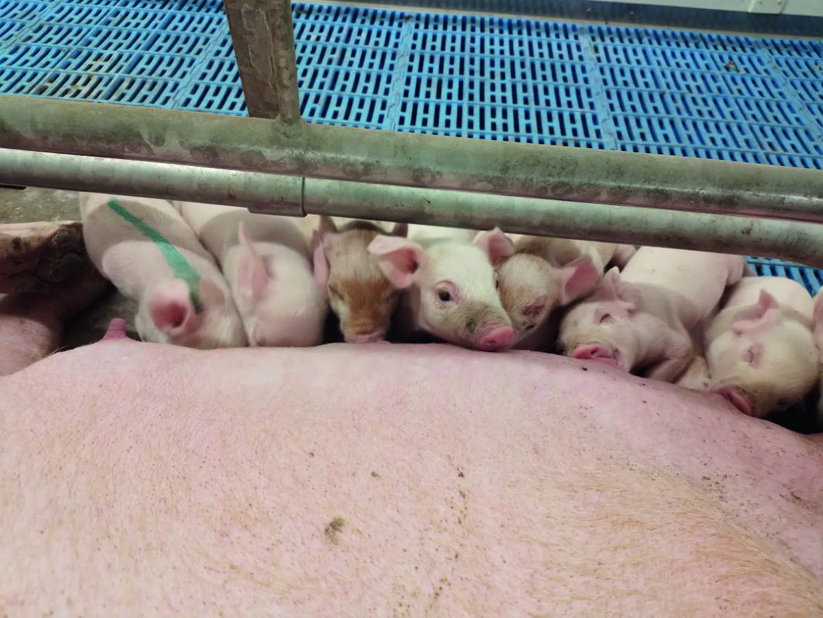 Feature: Mitigating ammonia emissions – reduction priorities and ...