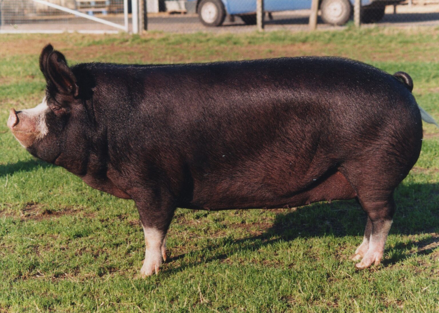 RBST Watchlist highlights worrying decline in our native pig breeds ...