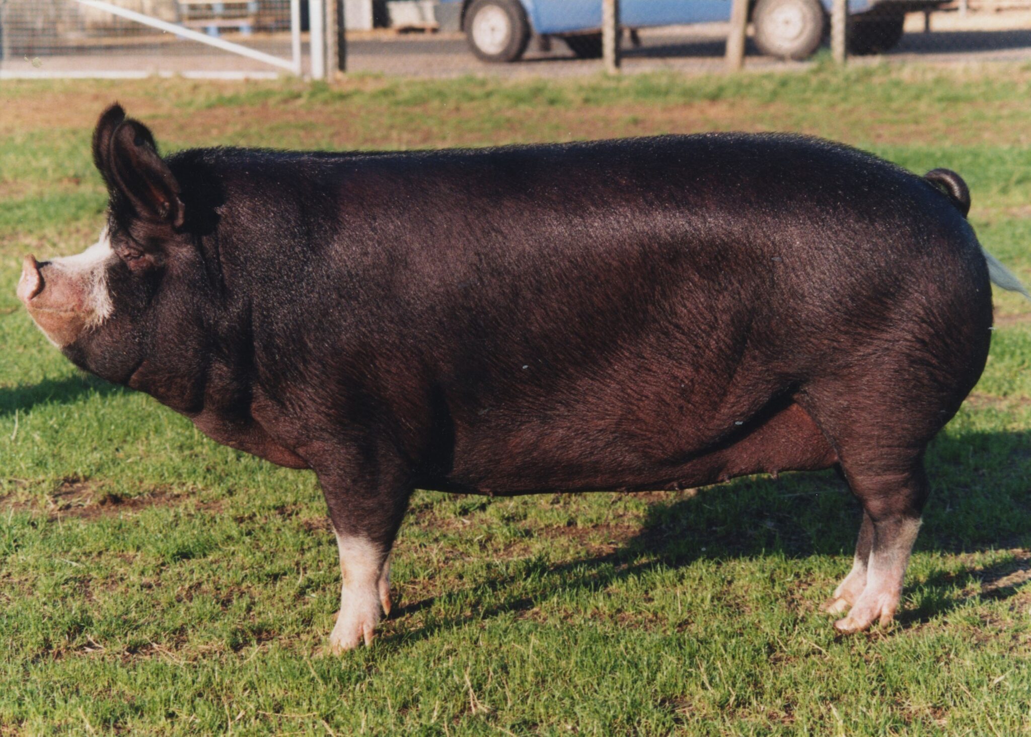 RBST Watchlist highlights worrying decline in our native pig breeds ...