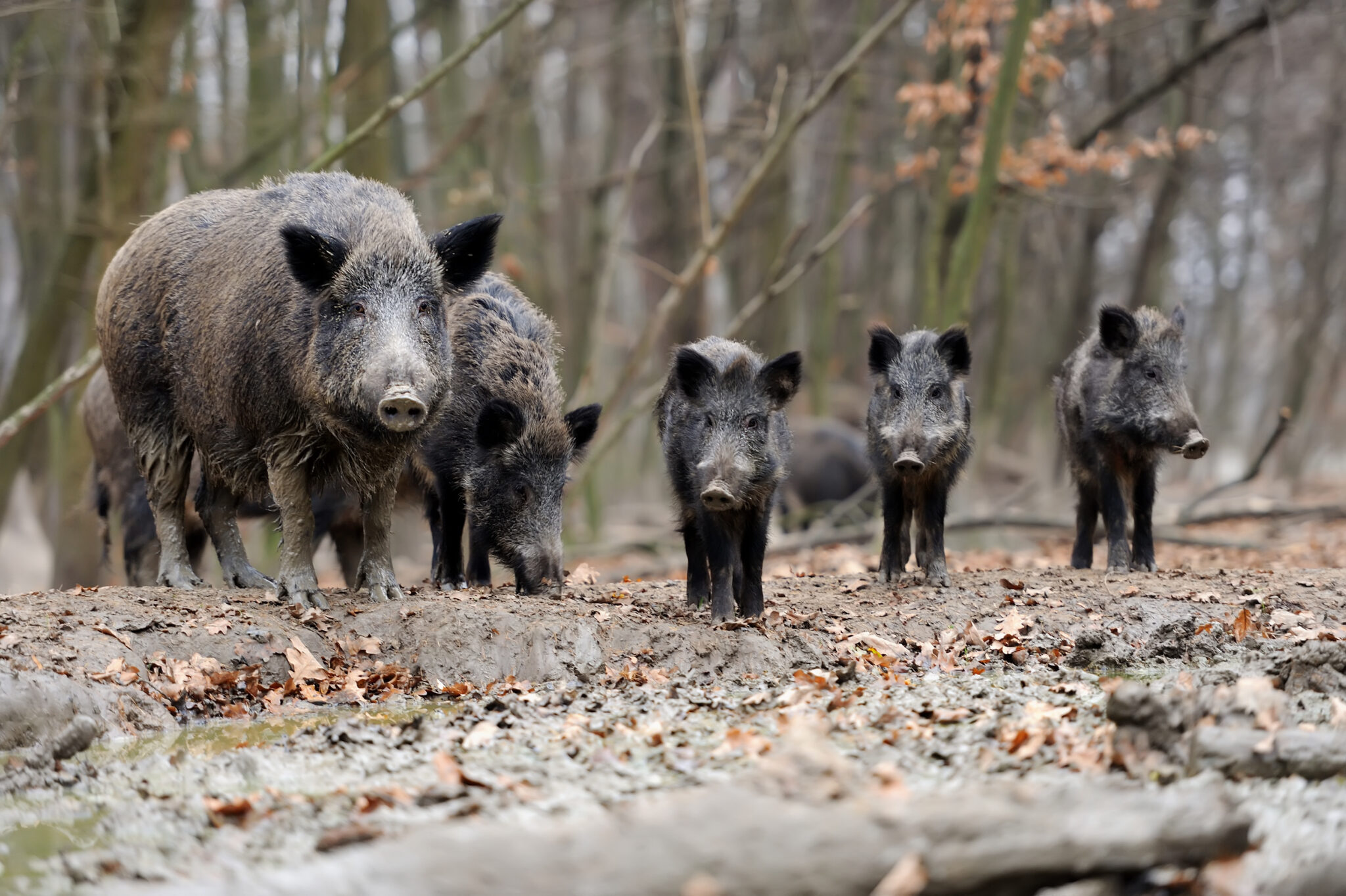 A further 10 wild boar confirmed with ASF in Spain - Pig World