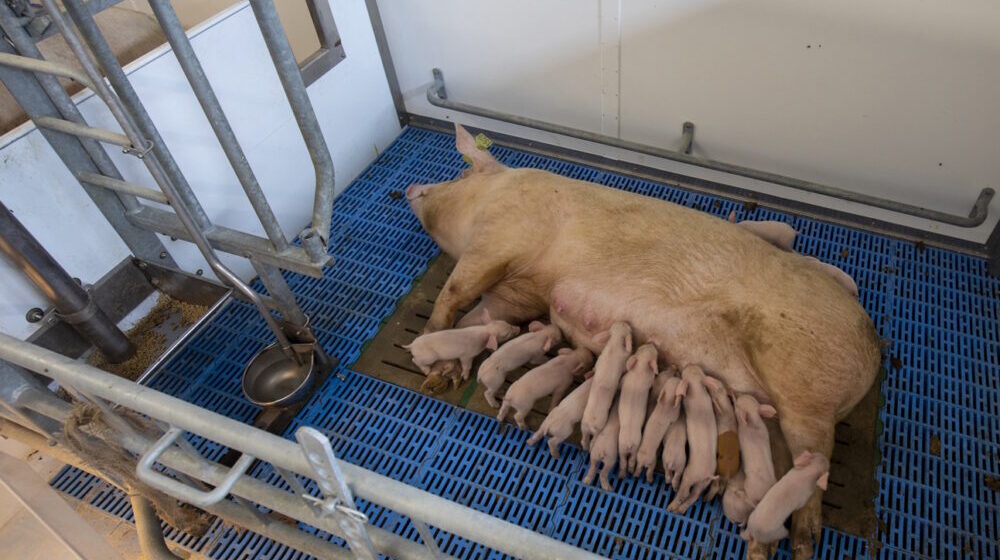 Red Tractor to consult on enhanced welfare module for pigs - Pig World