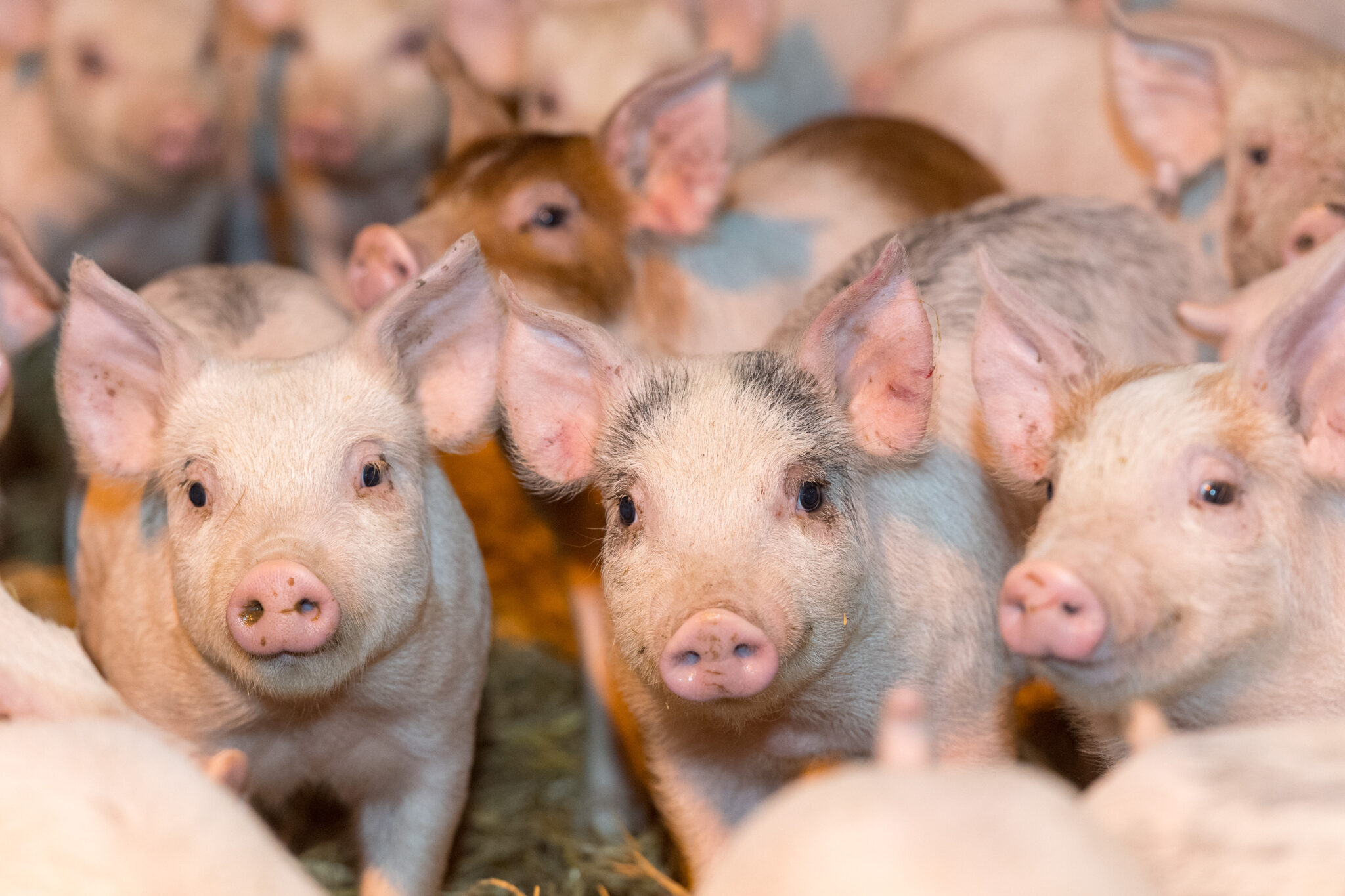 Cargill to showcase new piglet diets at British Pig & Poultry Fair ...