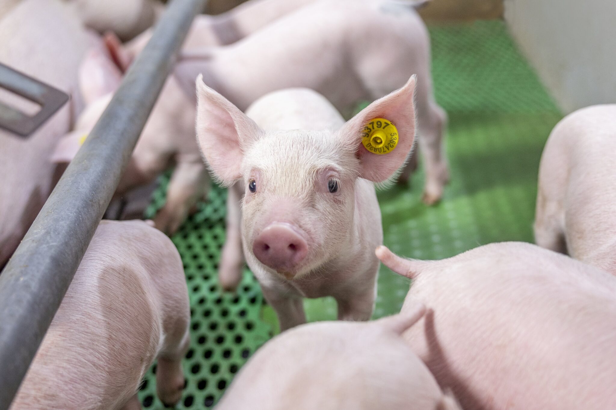 MSD Animal Health launches EID-based real time monitoring system for ...