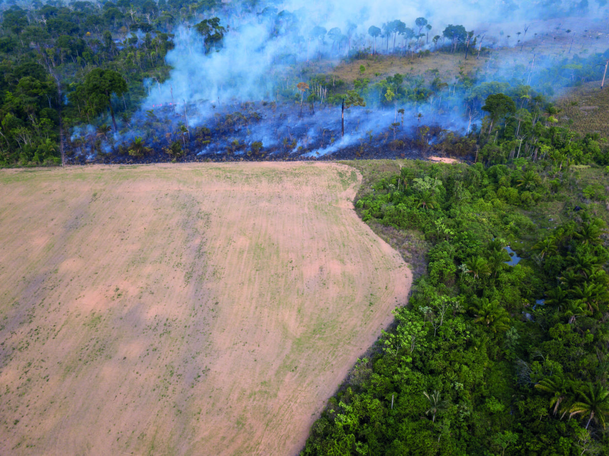 Sustainable soya sourcing plans generate uncertainty and questions over ...