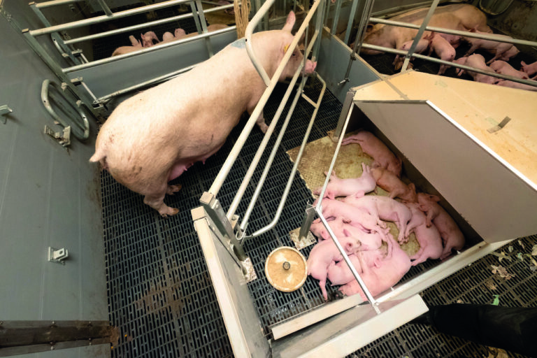 NPA-commissioned report sheds light on use of adaptive farrowing ...