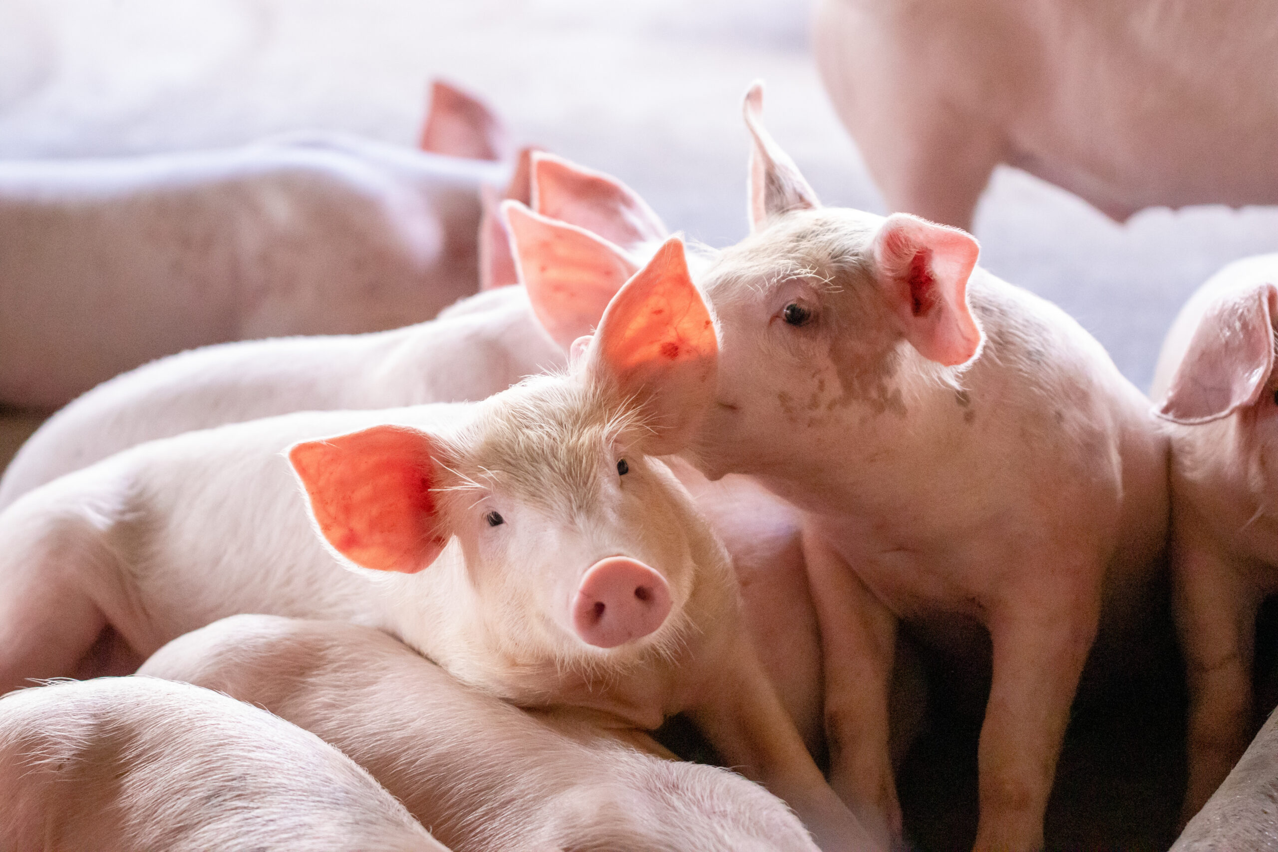 Pig producers urged to take advantage of vet visit expansion - Pig World