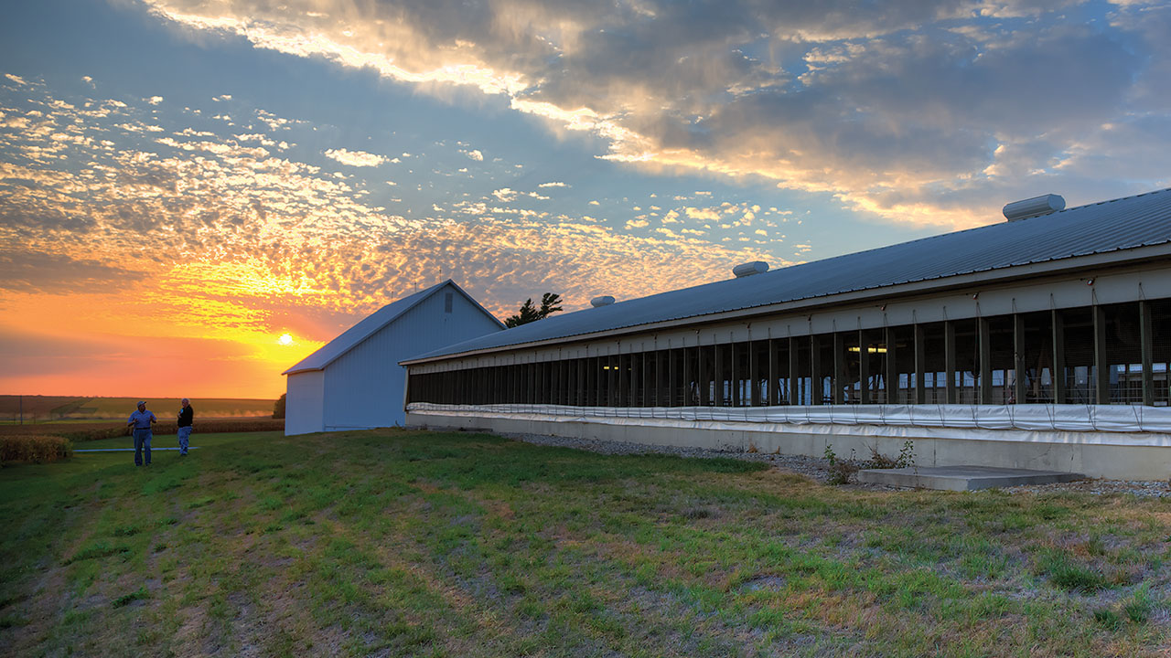 Assessment shows PIC genetics deliver more sustainable pig production ...
