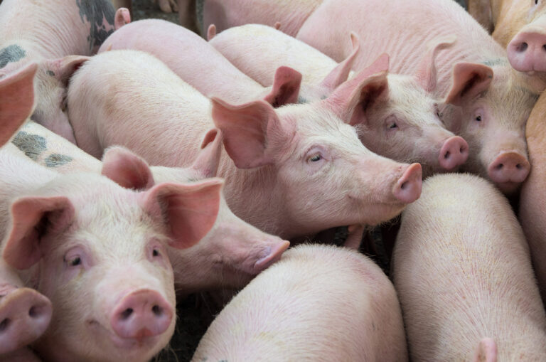 Reminder for permitted pig farms to complete reporting requirements by ...