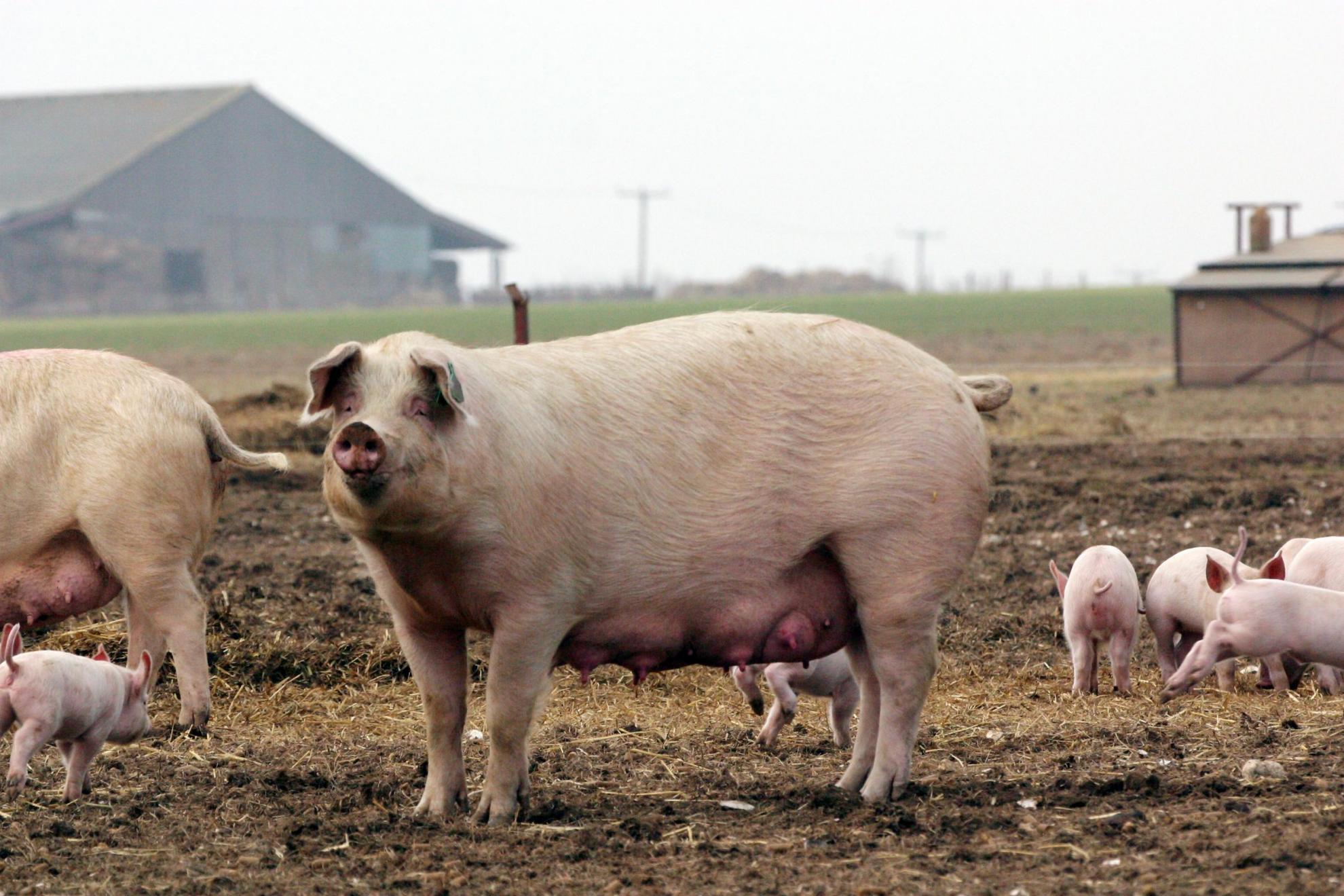 Pirbright Pig study sheds light on human flu vaccine development - Pig ...