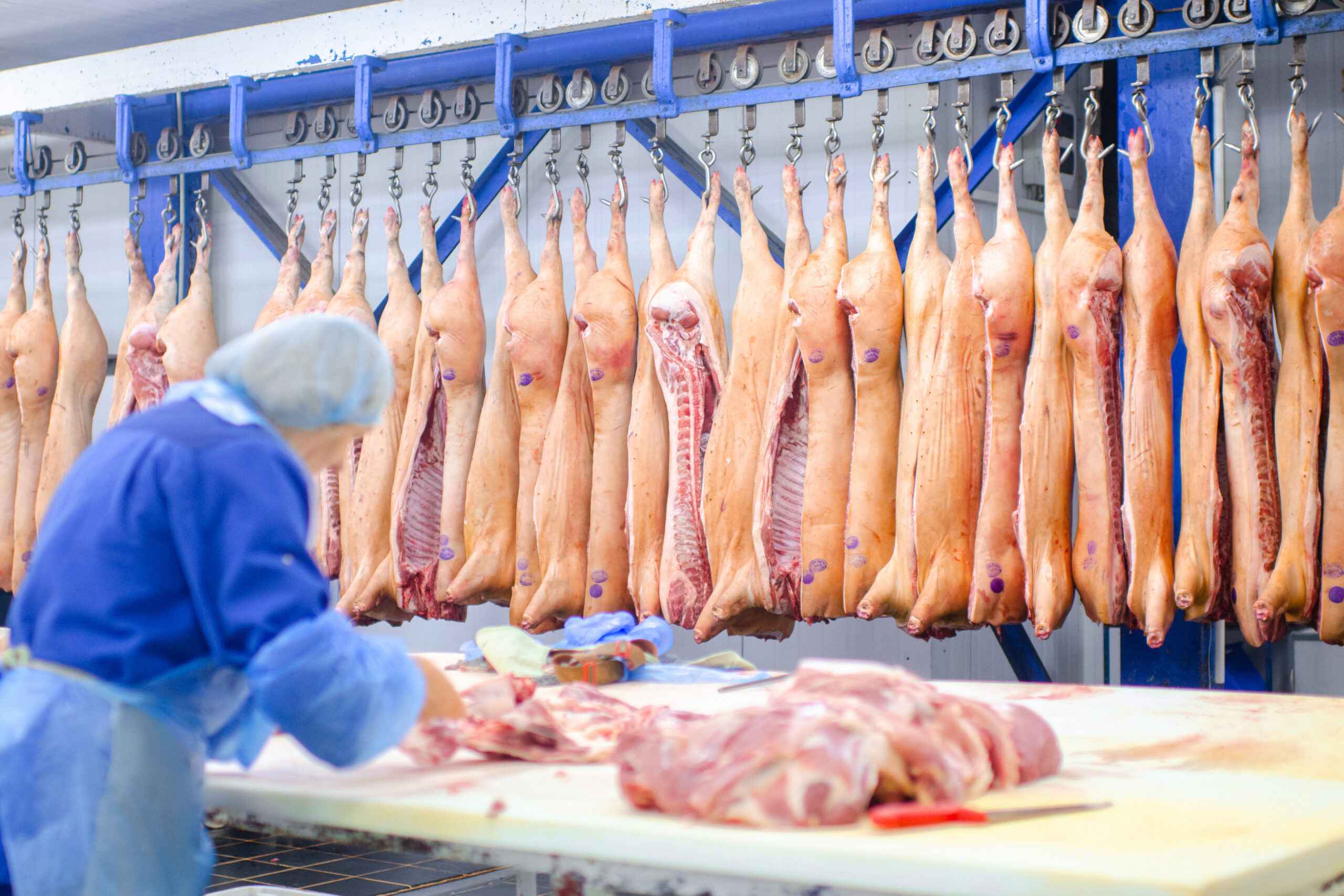 AHDB webinar to focus on ASF for pork processing plants - Pig World