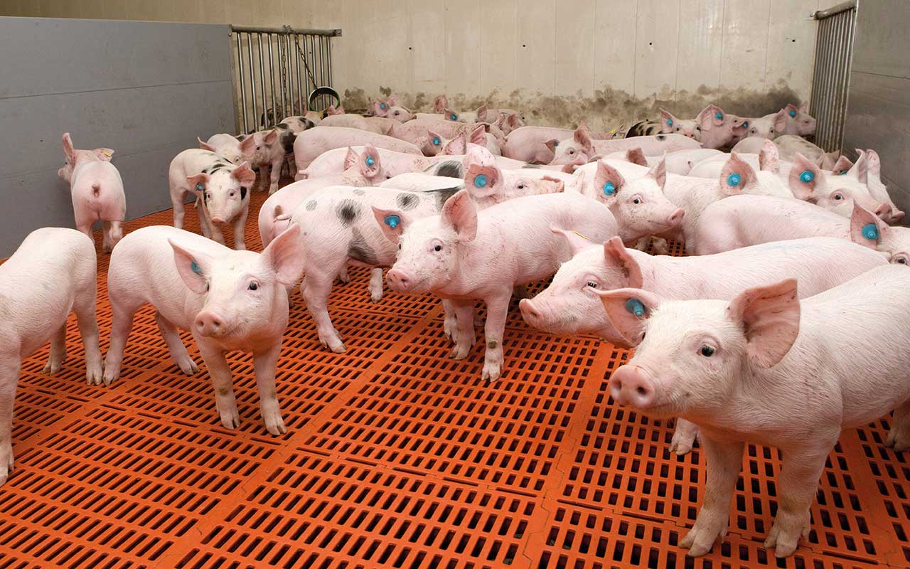AHDB trial highlights falling ammonia emissions and saves pig industry ...