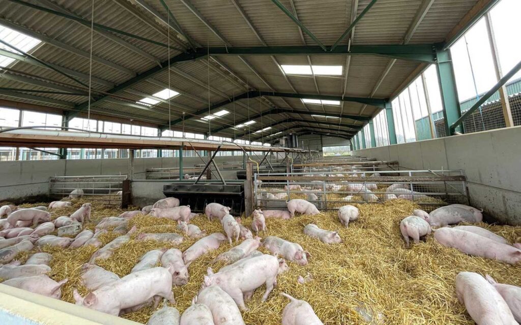 Necessity and ambition drive Pilgrim’s pig expansion plans - Pig World