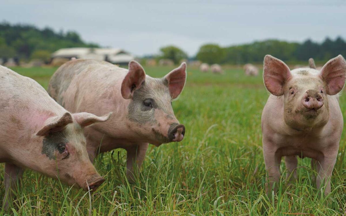 Necessity and ambition drive Pilgrim’s pig expansion plans - Pig World