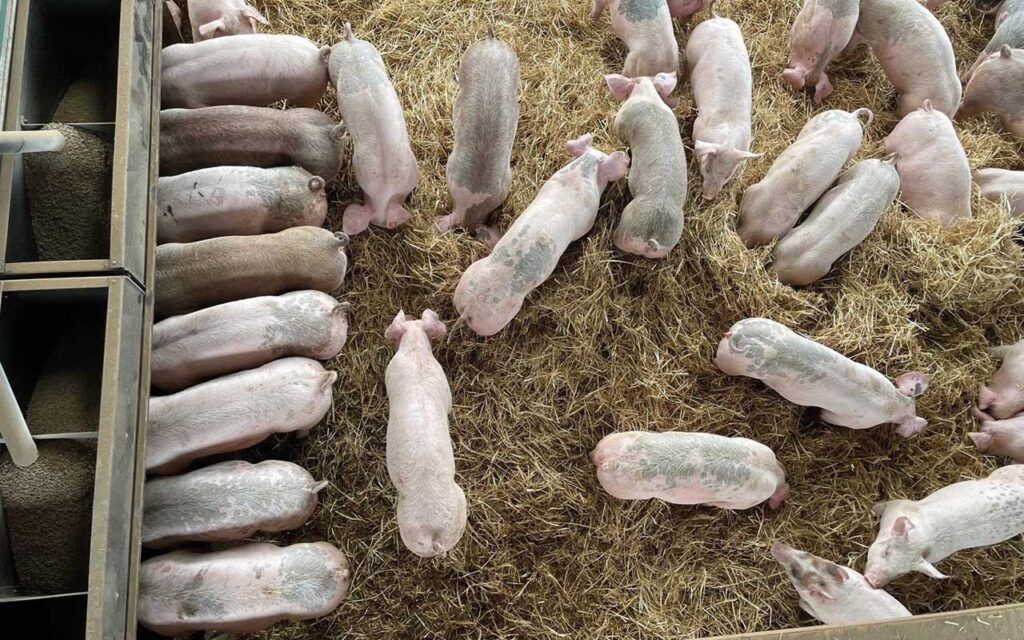 Necessity and ambition drive Pilgrim’s pig expansion plans - Pig World