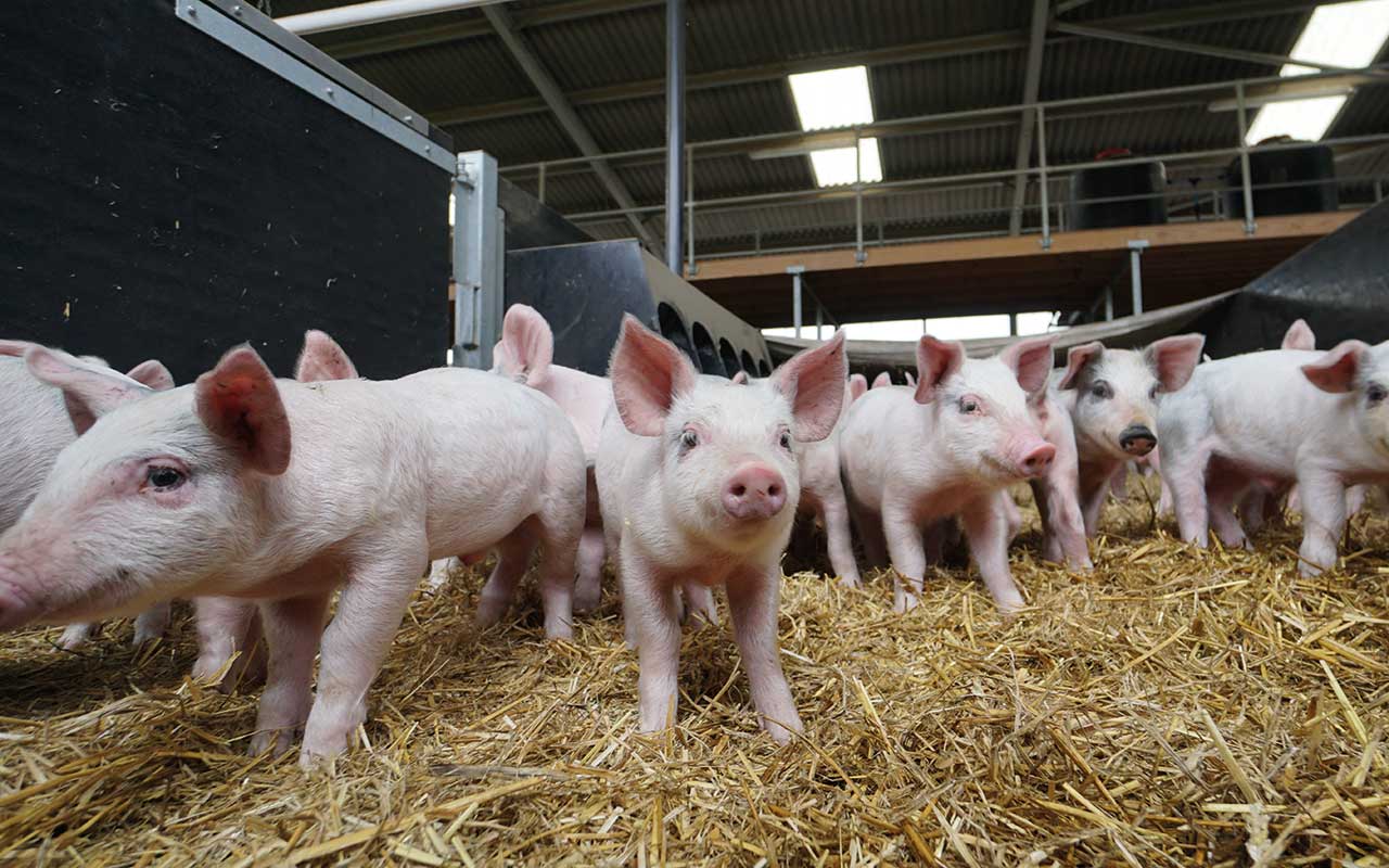 Necessity and ambition drive Pilgrim’s pig expansion plans - Pig World