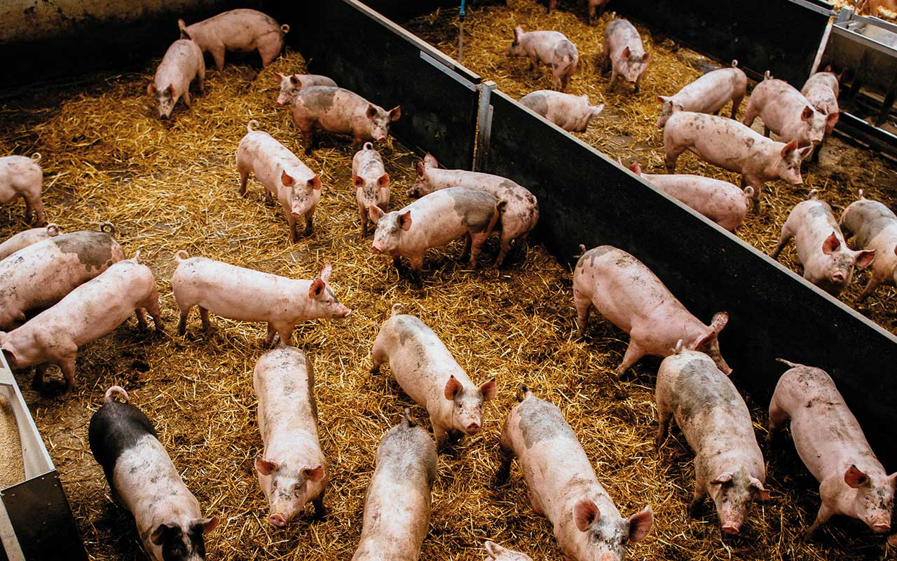 Sustainability and profitability going hand in hand - Pig World