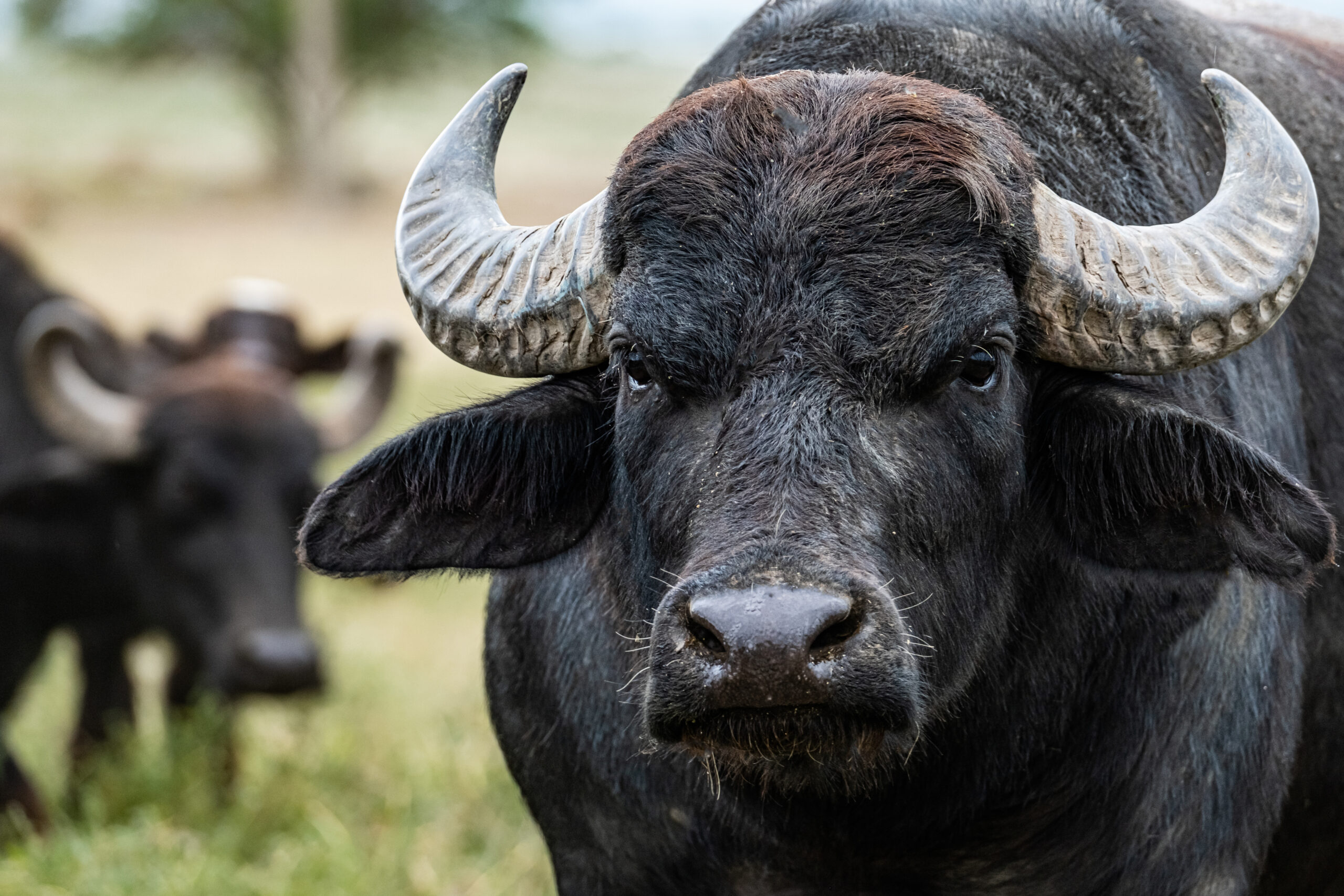 Germany increasingly hopeful foot and mouth outbreak has been contained ... Germany increasingly hopeful foot and mouth outbreak has been contained ...
