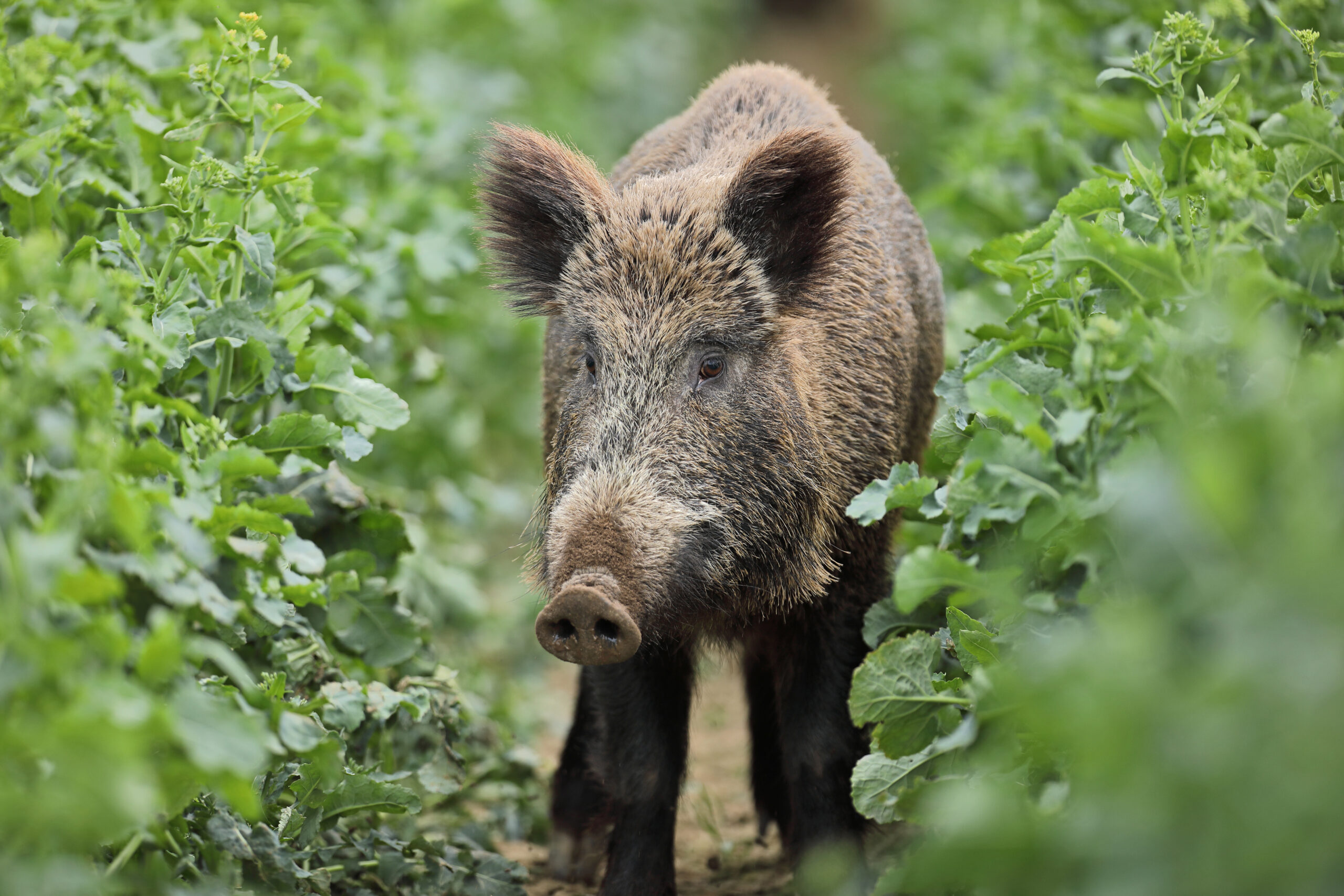 National Park and NFU Scotland condemn 'reckless and illegal' release of feral pigs - Pig World