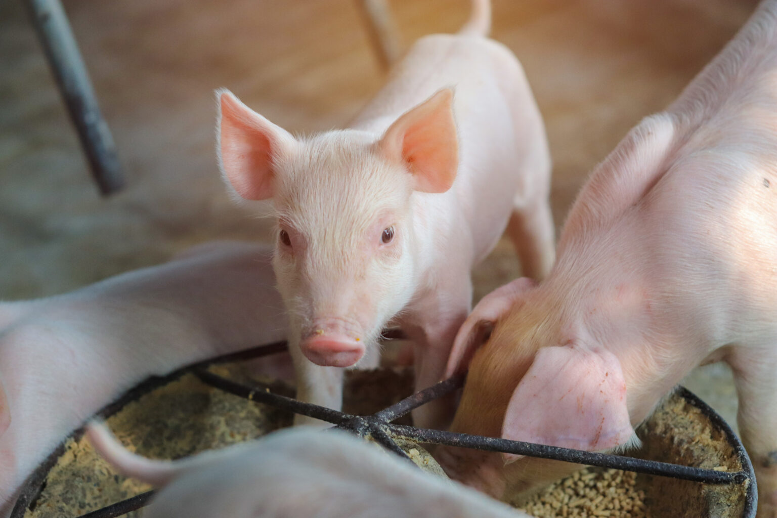 Microbial bedding conditioner trial indicates boost to piglet health ...