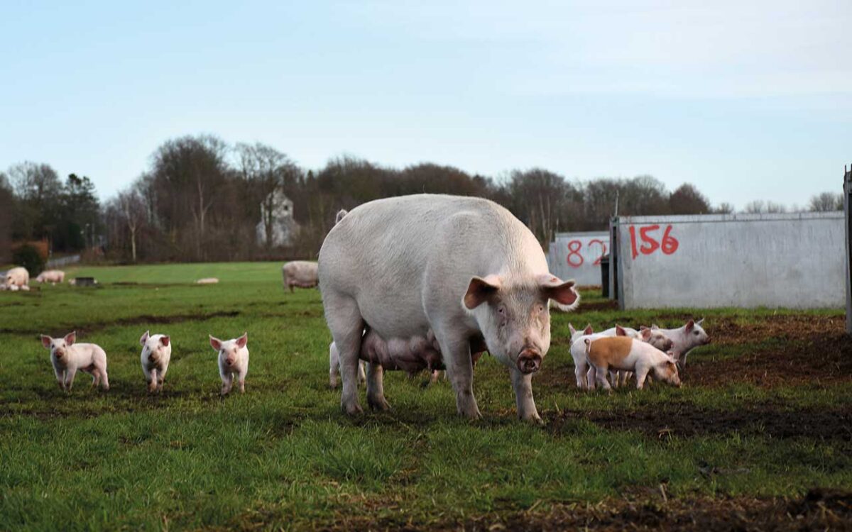 Rearing pigs naturally in the great outdoors in Denmark - Pig World
