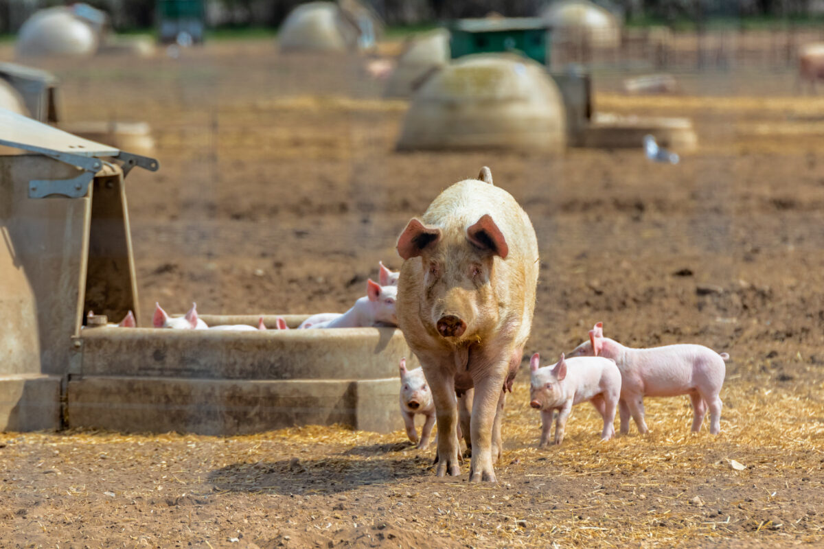 Red Tractor to consult on enhanced welfare module for pigs - Pig World
